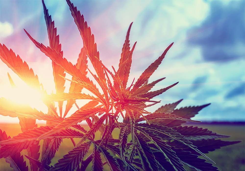 Why Is Marijuana Also Called Pot Dictionary