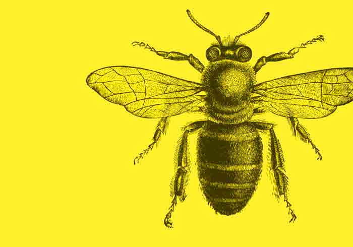 What Does The Bee In Spelling Bee Mean Exactly Dictionary