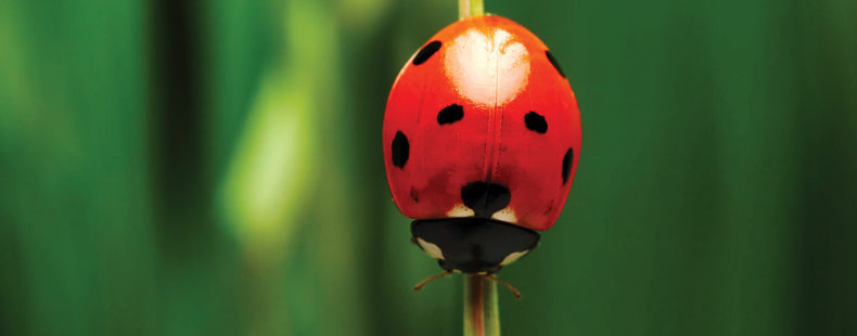 A Bug's Life: Where Insects Get Their Names - Dictionary.com