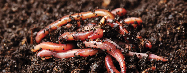 A Bug's Life: Where Insects Get Their Names - Dictionary.com