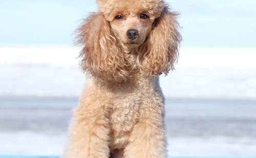 Poodle, Basset & Beagle: 10 Dog Names Explained - Dictionary.com