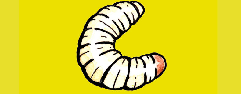 Wearing A Cat On Your Head: Animal Idioms From Around The World ...