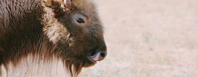 10 Animals With Hilariously Inaccurate Names - Dictionary.com