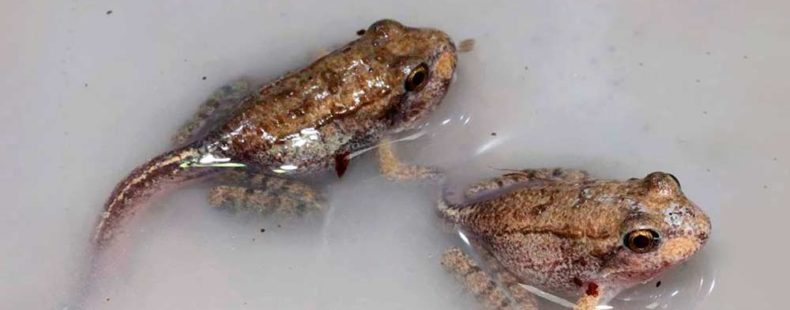 10 Animals With Hilariously Inaccurate Names - Dictionary.com