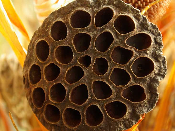 Trypophobia Dictionary
