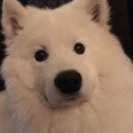 fluffer Meaning & Origin | Slang by Dictionary.com