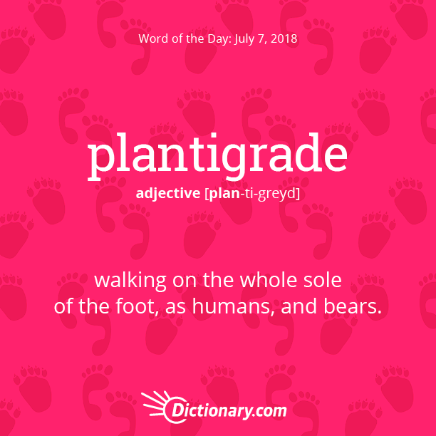 Word of the Day - plantigrade | Dictionary.com