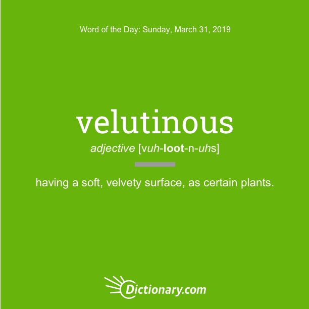 Word of the Day - velutinous | Dictionary.com