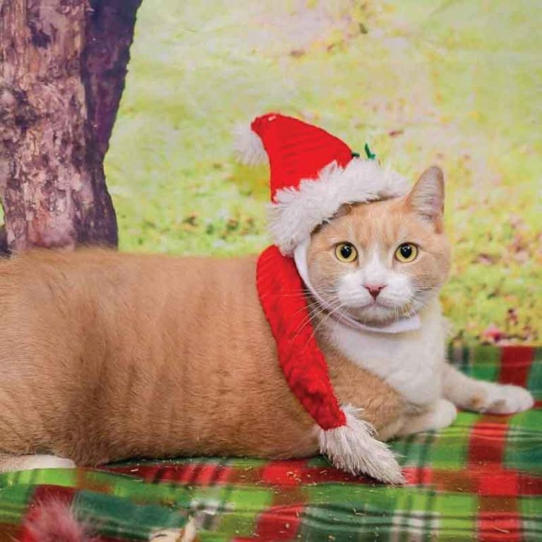 chonky Meaning & Origin | Slang by Dictionary.com