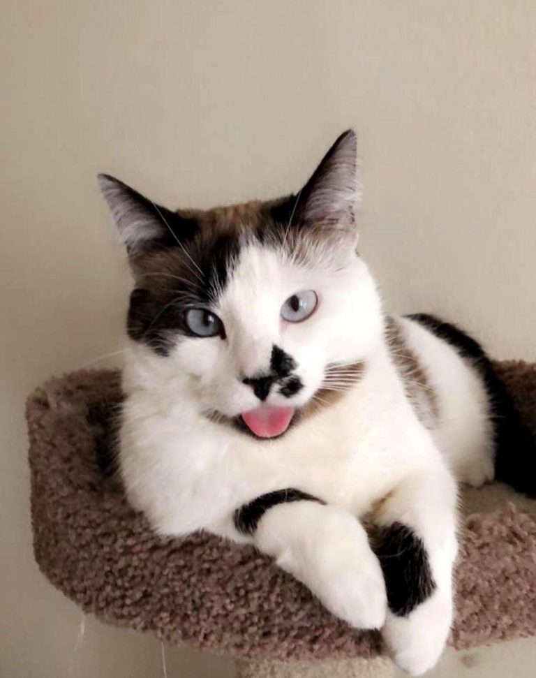 blep Meaning & Origin | Slang by Dictionary.com