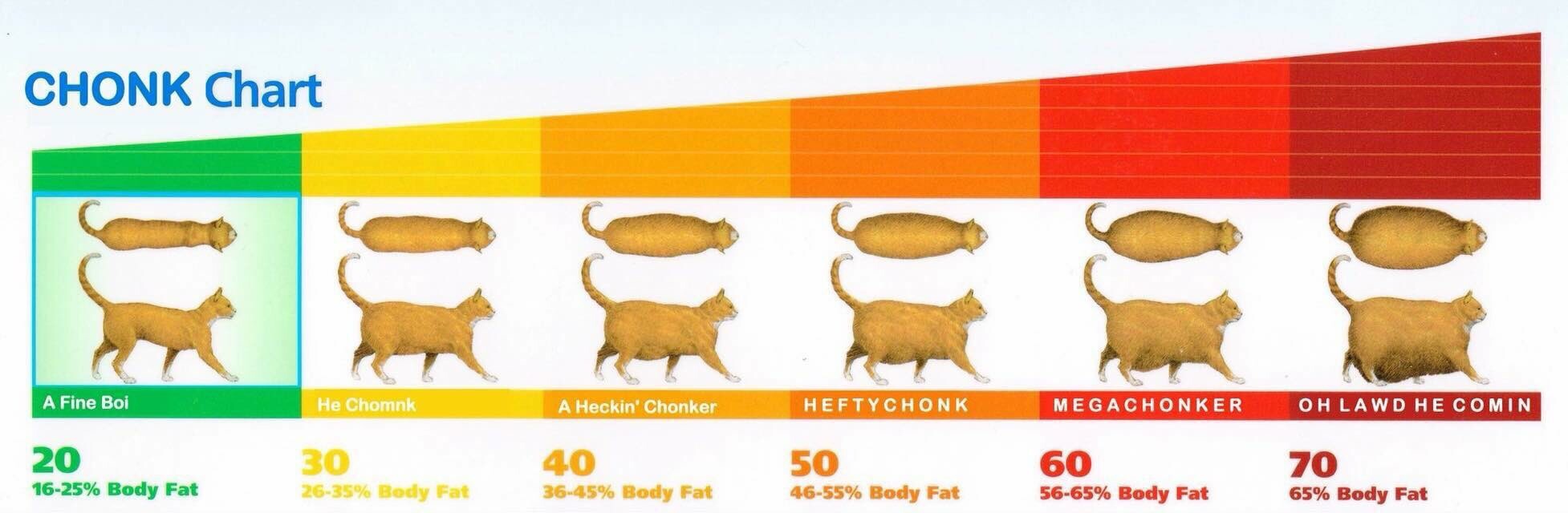 What Does chonky Mean? | Slang by Dictionary.com