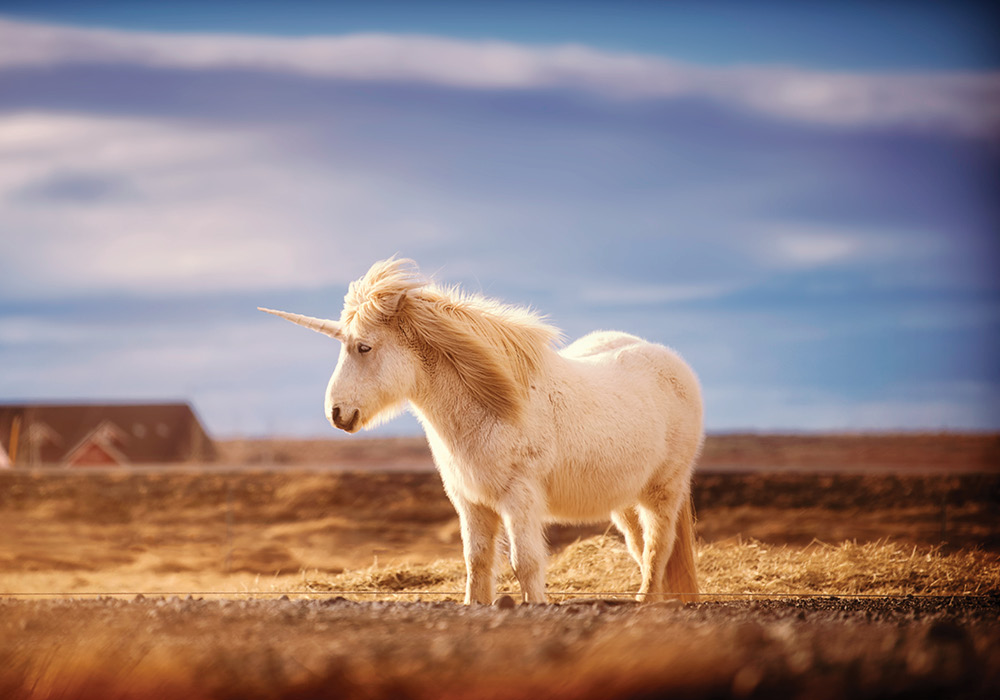 What s Happening With The Word Unicorn Everything After Z By 