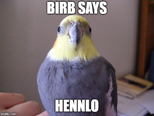 birb Meaning & Origin | Slang by Dictionary.com