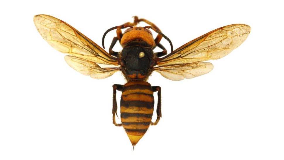 Murder Hornet Meaning Pop Culture By Dictionary