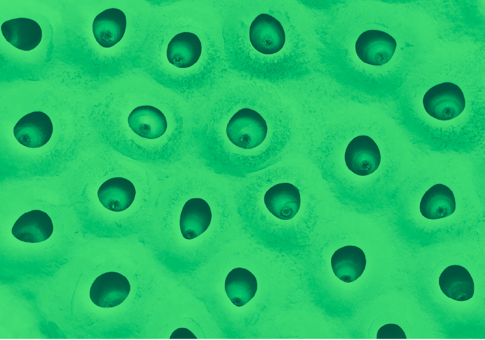 Trypophobia Meaning Origin Dictionary