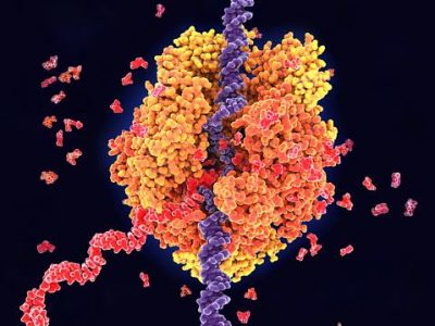Messenger rna Definition & Meaning | Dictionary.com