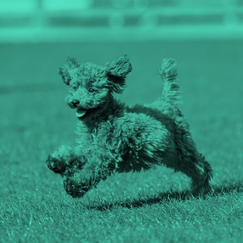 Zoomies Meaning Origin Slang By Dictionary zoomies-meaning-origin-slang-by-dictionary