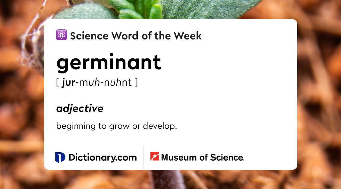 Word of the Day - germinant | Dictionary.com