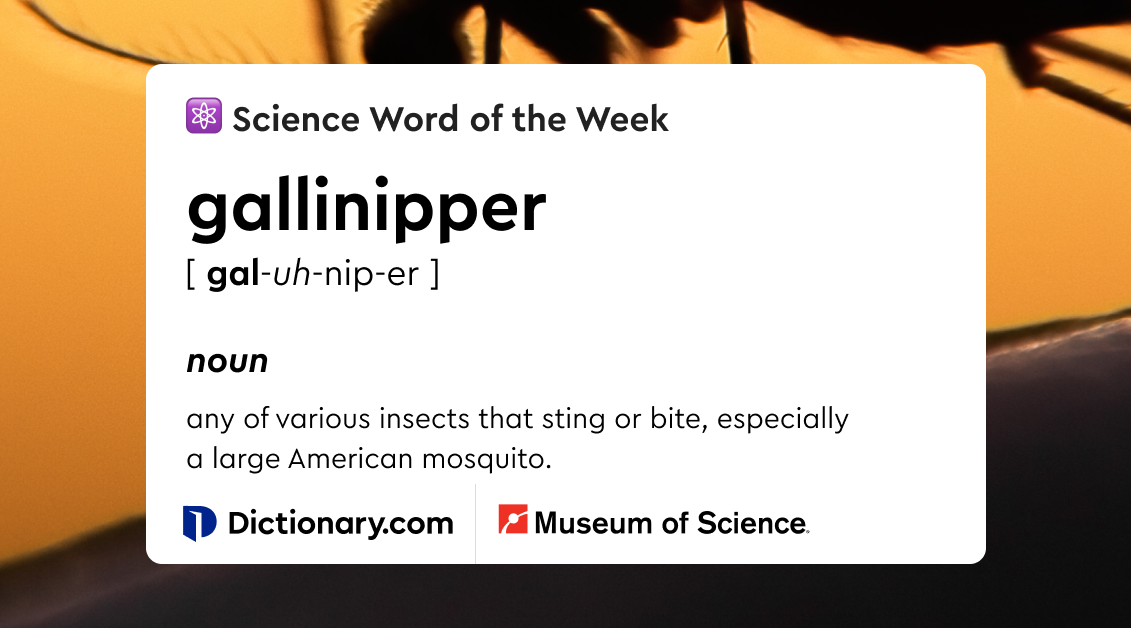 Word of the Day - gallinipper | Dictionary.com